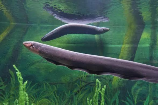 Electric Eels, How They Generate Power