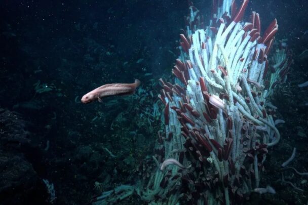 Surprising Discovery of Life in the Seafloor's 'Underworld' by Scientists Surprising Discovery of Life in the Seafloor's 'Underworld' by Scientists