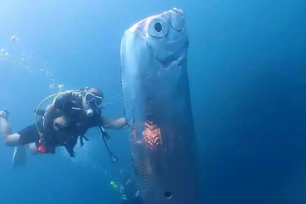 Doomsday Fish Surfaces Again Ominous Myths Resurface