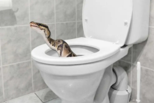 Python Found in Australian Toilet Twice a Week